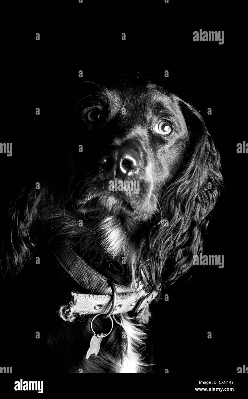 Working cocker spaniel dogs Black and White Stock Photos & Images - Alamy