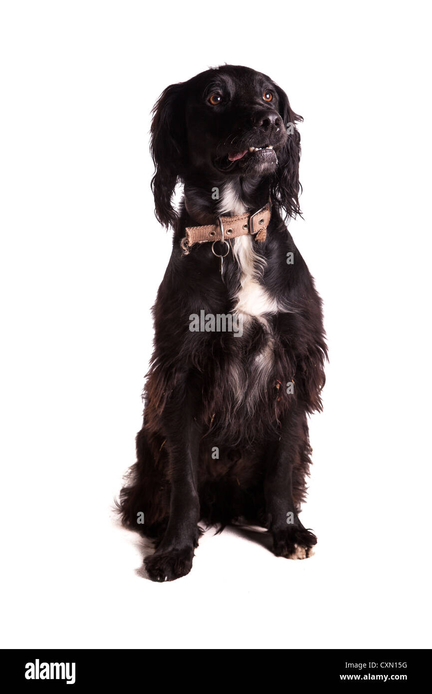Black working cocker spaniel hi-res stock photography and images - Alamy