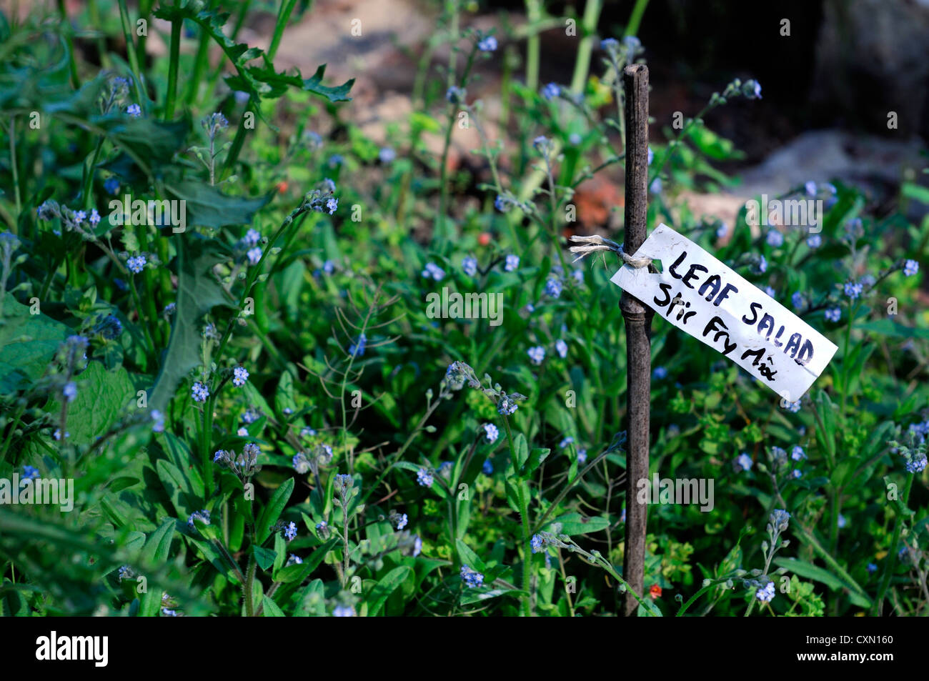 leaf salad bed gardening horticulture plot allotment label labelling ...