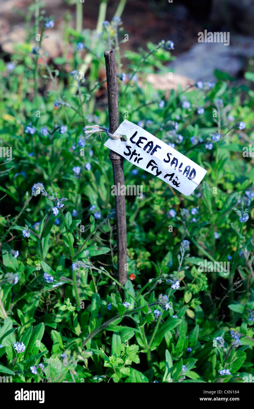 leaf salad bed gardening horticulture plot allotment label labelling ...