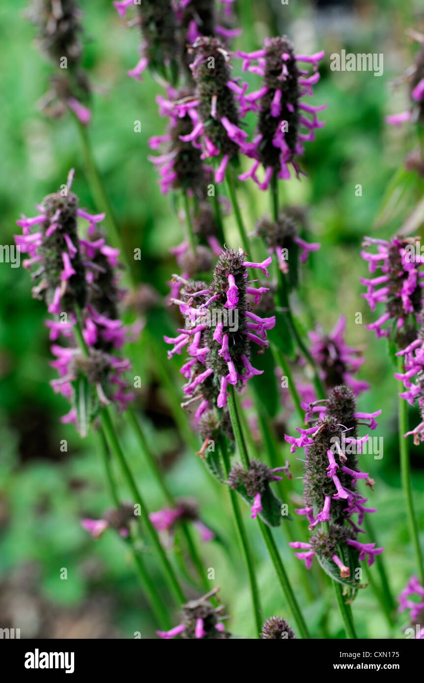 stachys spicata var rosea Big Betony Rosea purple pink herbaceous ...