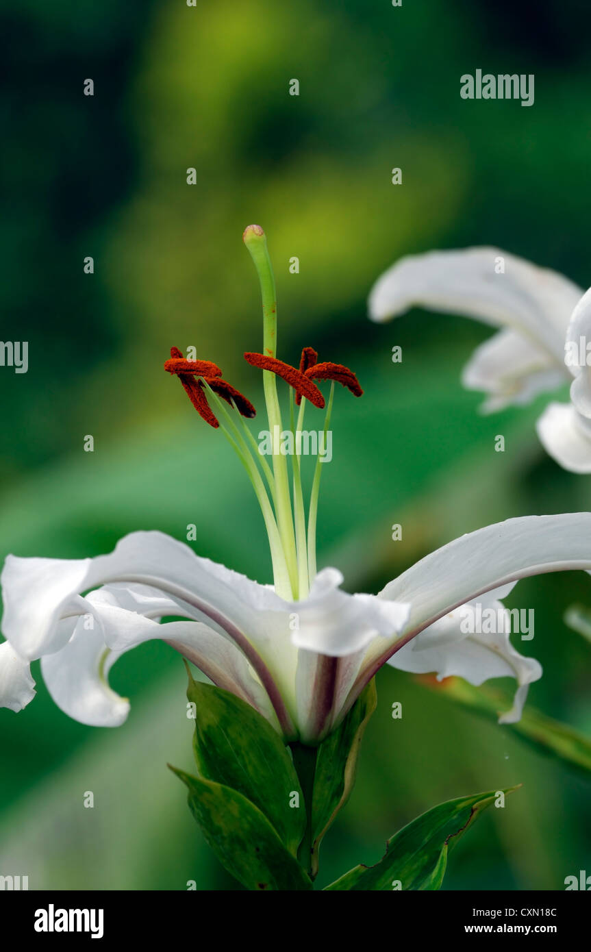 Trumpet Aurelian hybrid lily african queen flower bloom blossom white ...