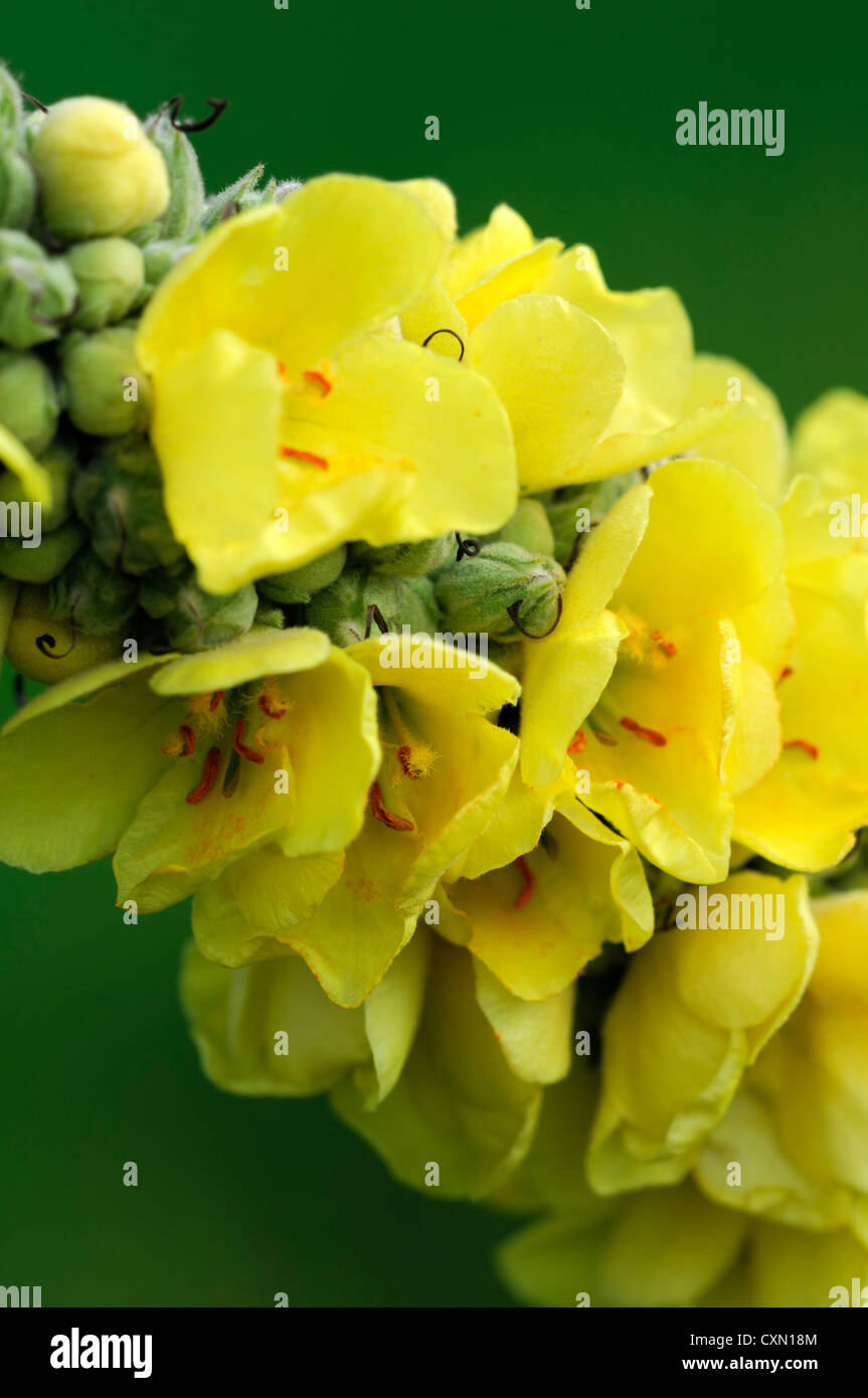 verbascum blattaria yellow moth mullein flower spike inflorescence ...