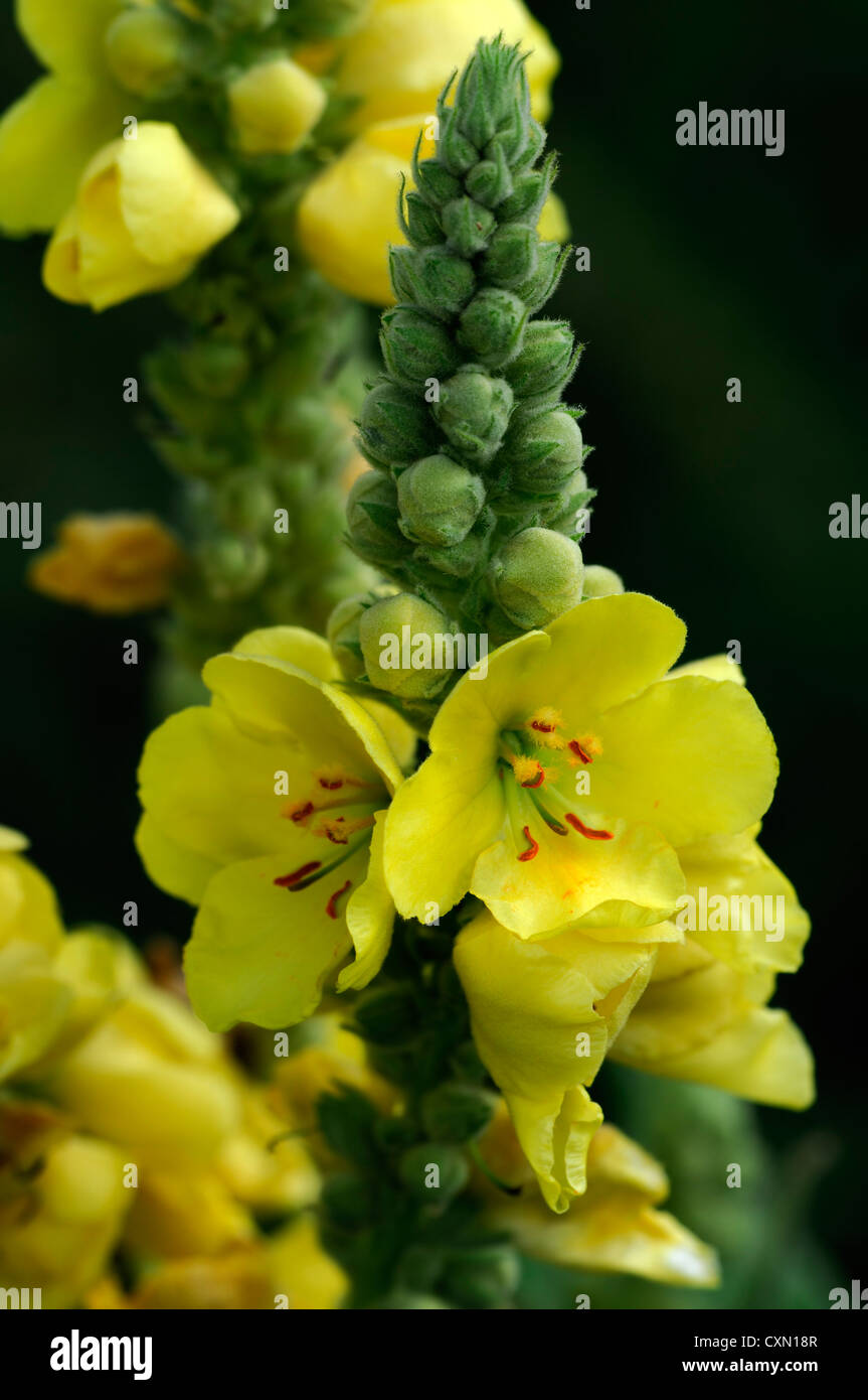 verbascum blattaria yellow moth mullein flower spike inflorescence ...