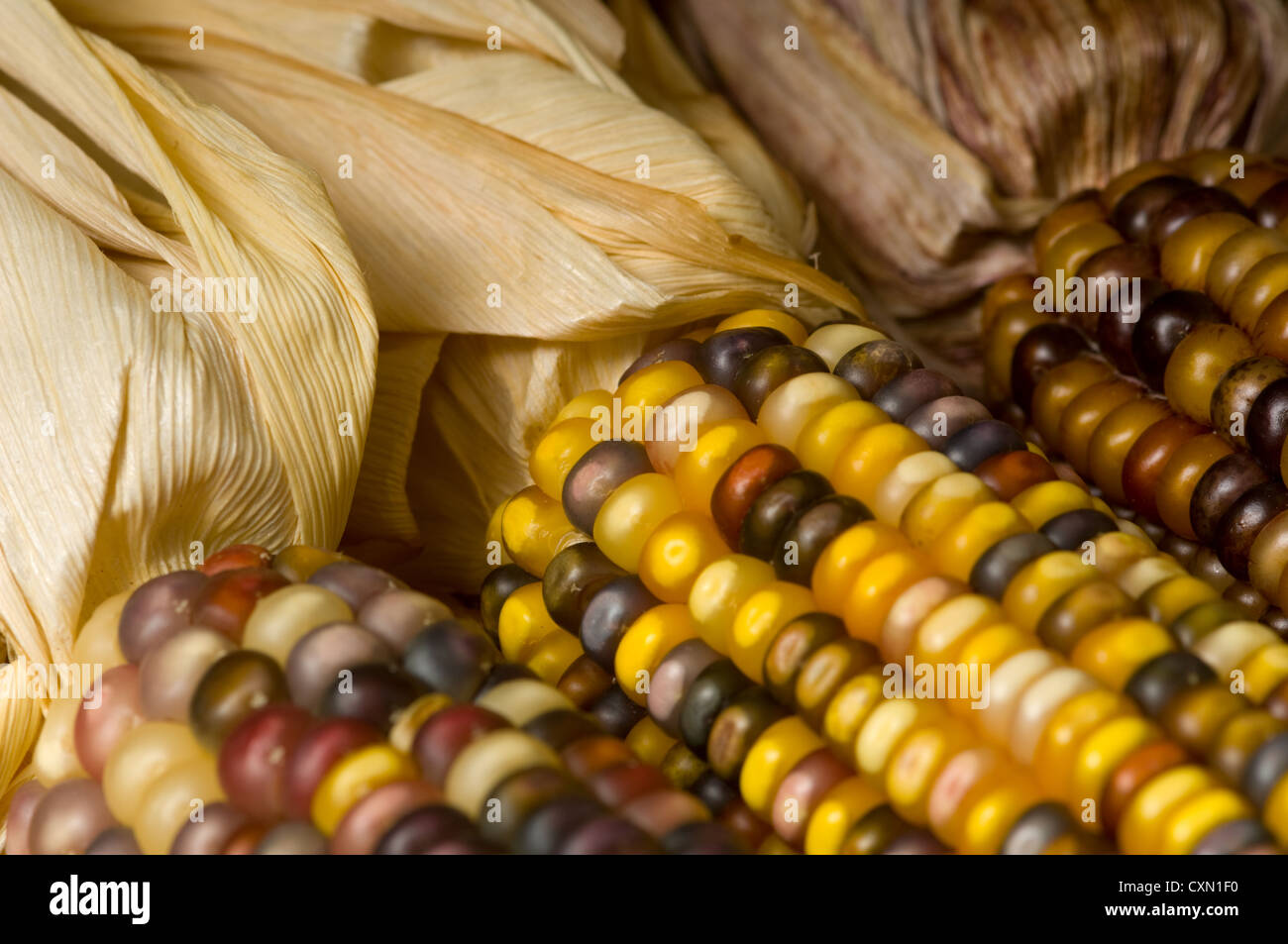 Indian colored corn hi-res stock photography and images - Alamy