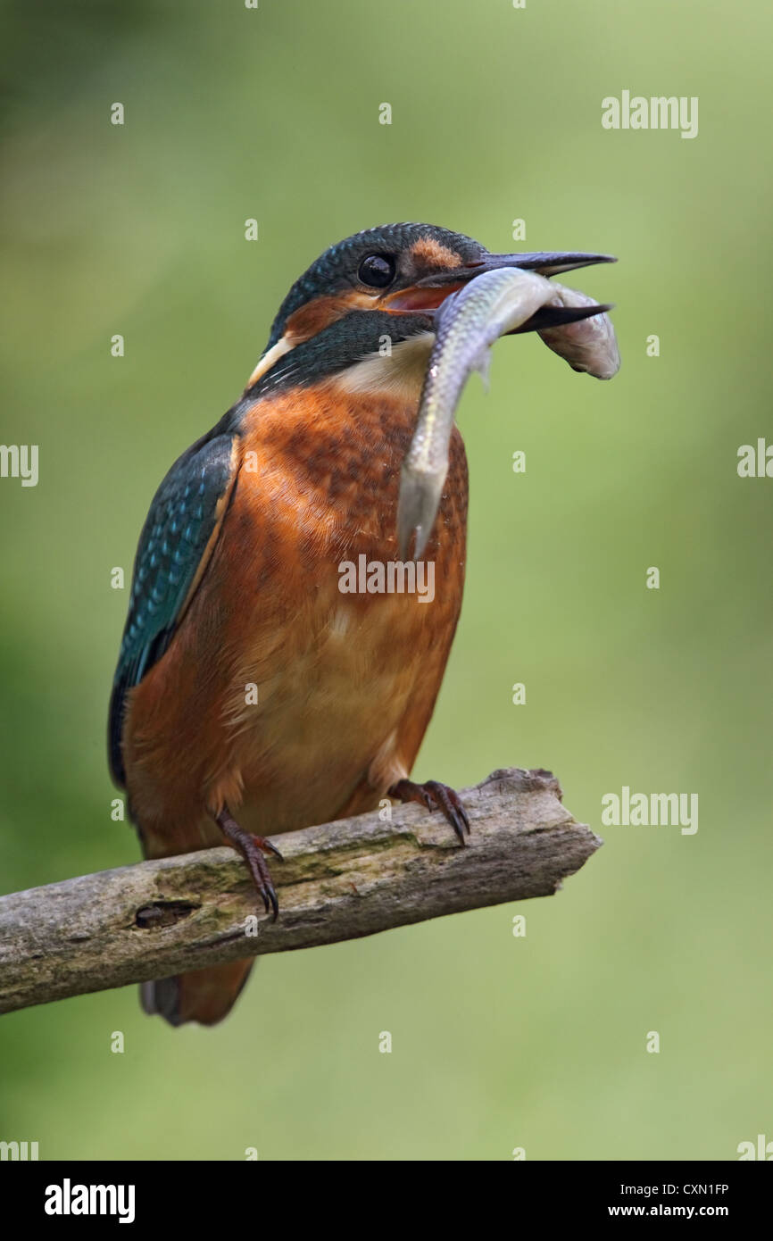 Common Kingfisher (Alcedo atthis) with prey sitting on his perch Stock ...