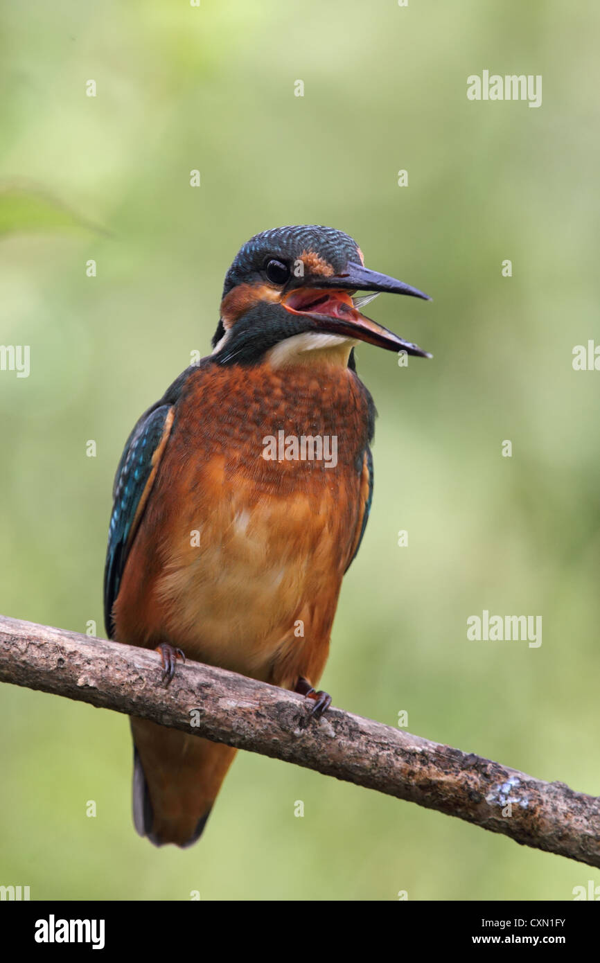 Common Kingfisher (Alcedo atthis) with prey sitting on his perch Stock ...