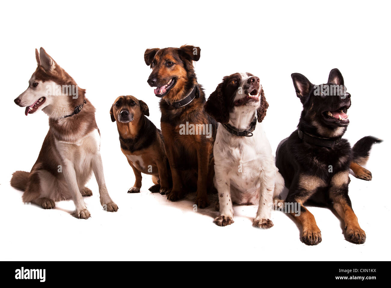 Pack dogs Cut Out Stock Images & Pictures - Alamy