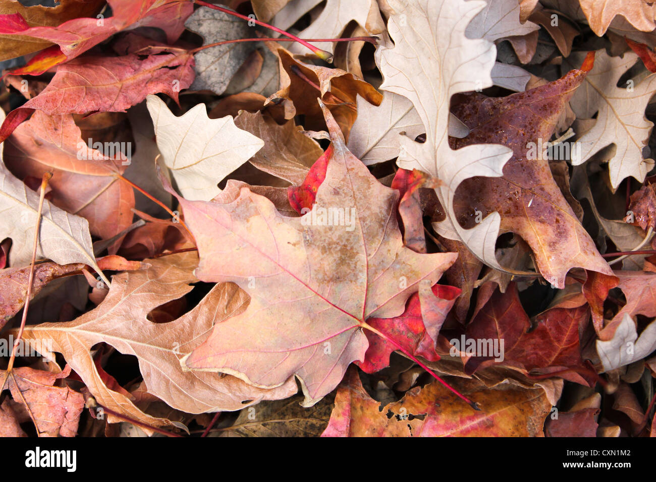 Fallen Autumn Oak & Maple Leaves Stock Photo - Alamy