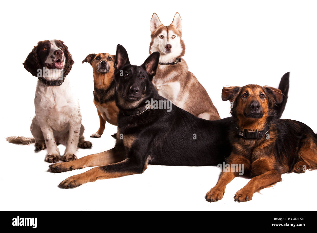 Dog pack group Cut Out Stock Images & Pictures - Alamy