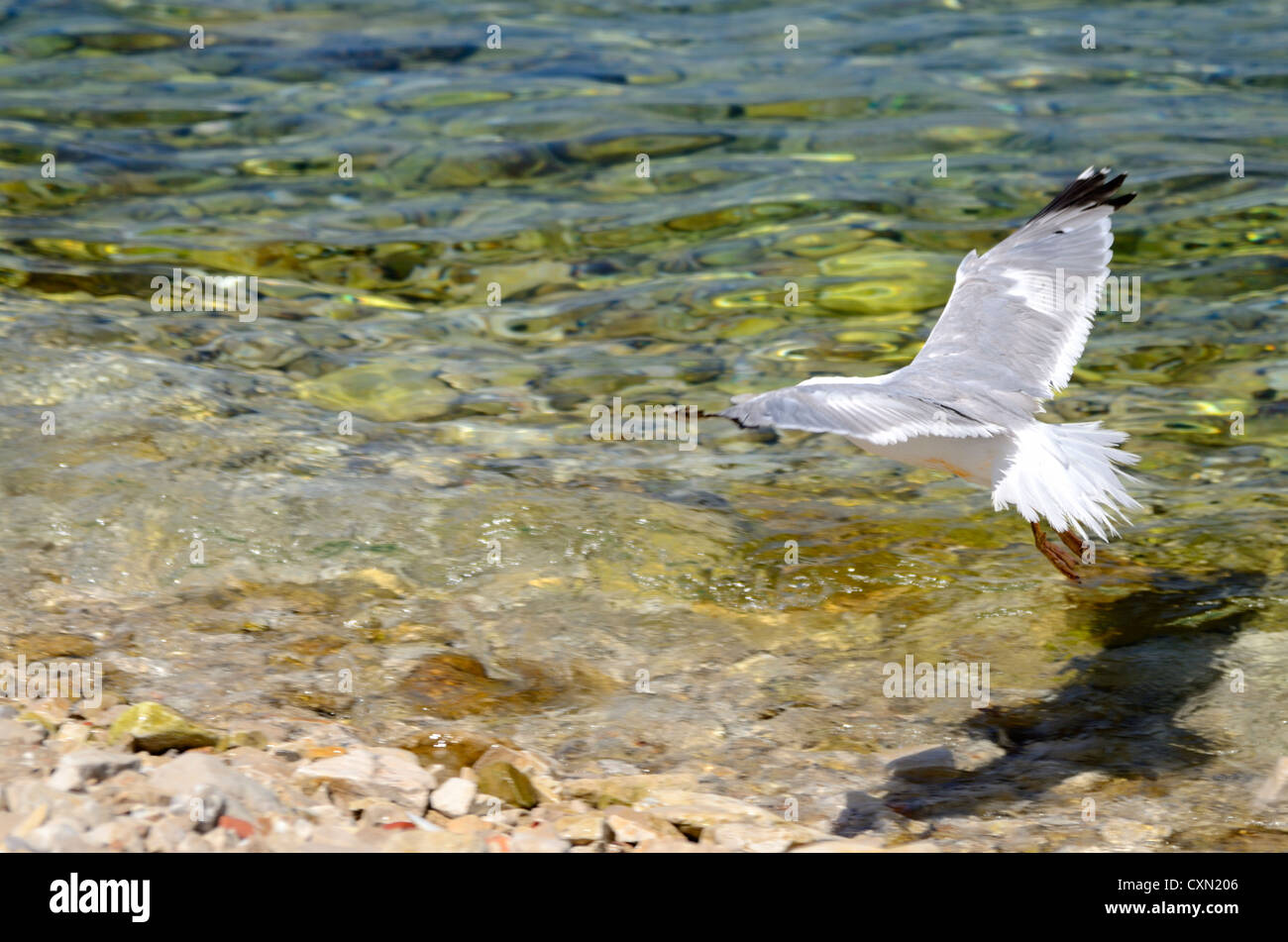 Red Island is one of the most beautiful of the Rovinji archipelago ...
