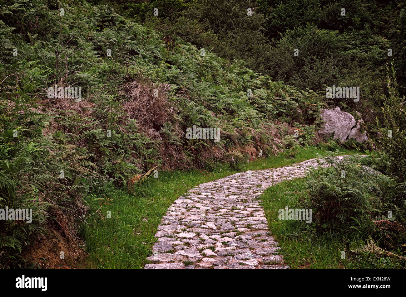 pedestrian path stone pavement with lots of vegetation, ferns and green ...