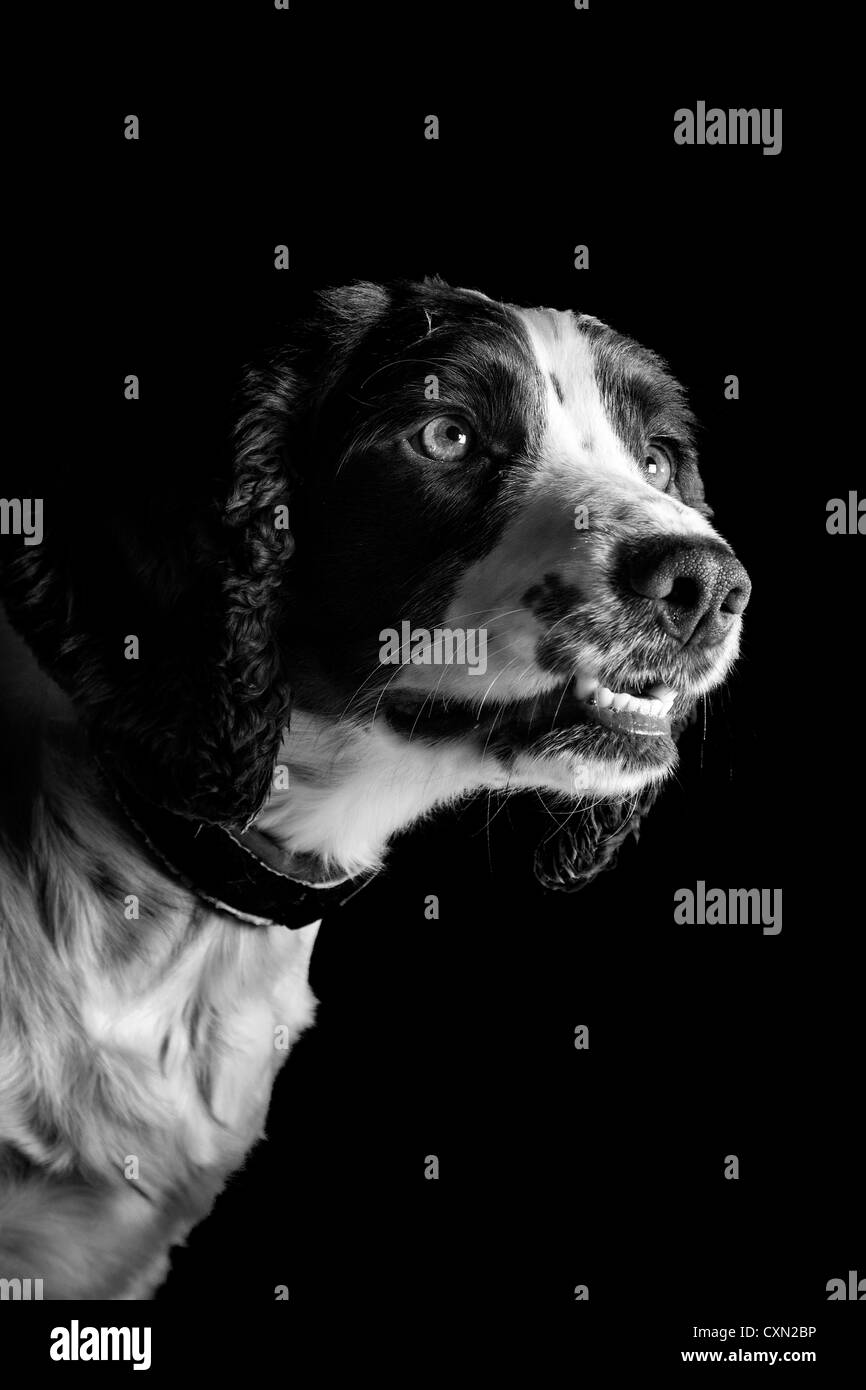 Dog - springer Spaniel Stock Photo - Alamy