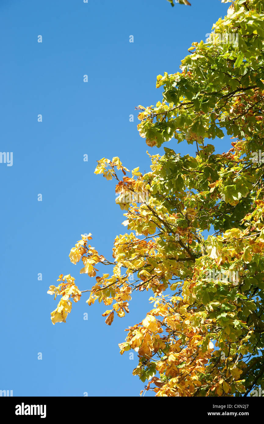 Leaves changing colour in Autumn Stock Photo - Alamy