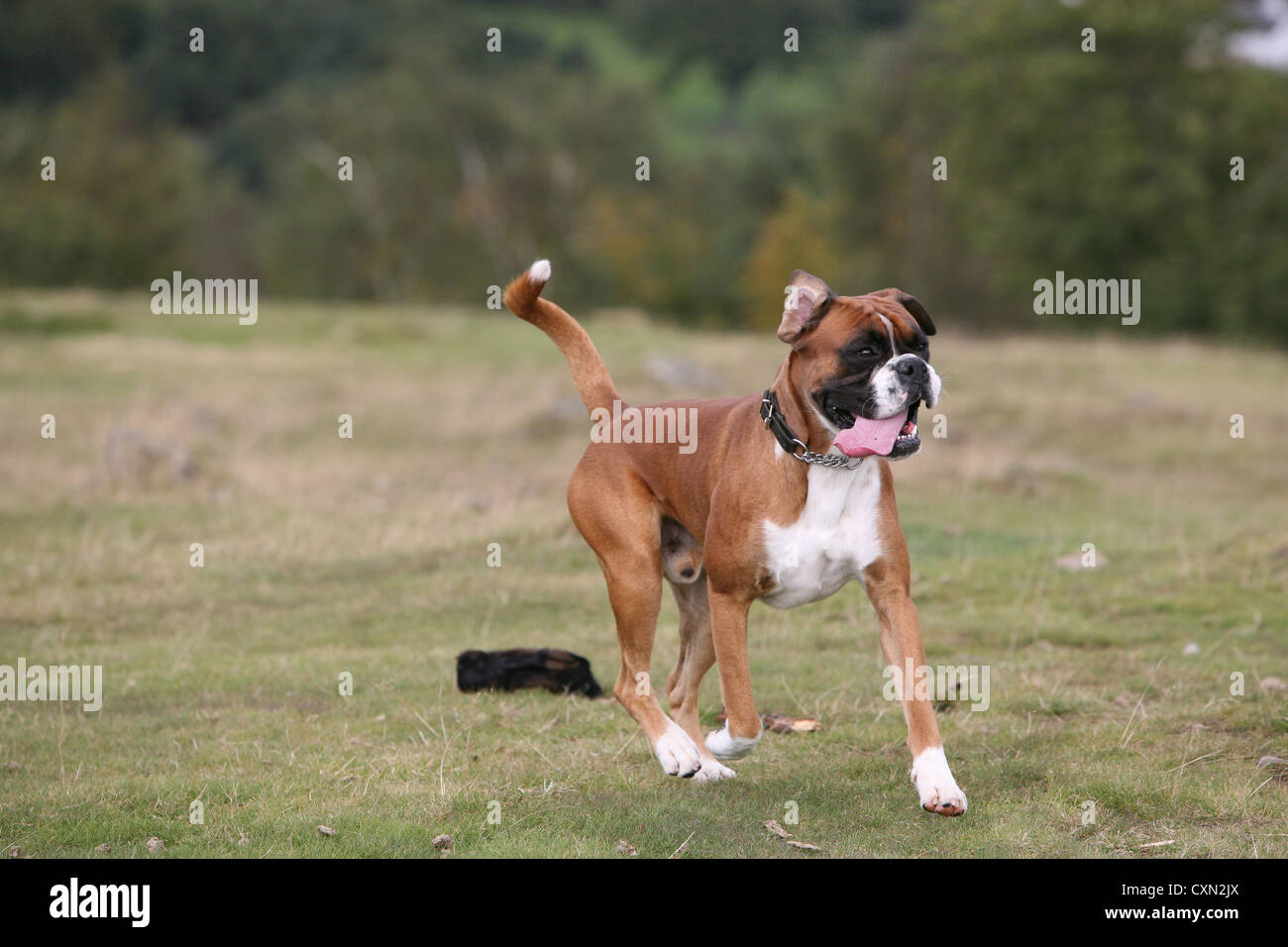 Boxer dog hi-res stock photography and images - Alamy