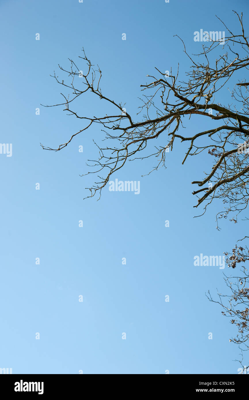 Branches, with no leaves, on a dead tree Stock Photo - Alamy