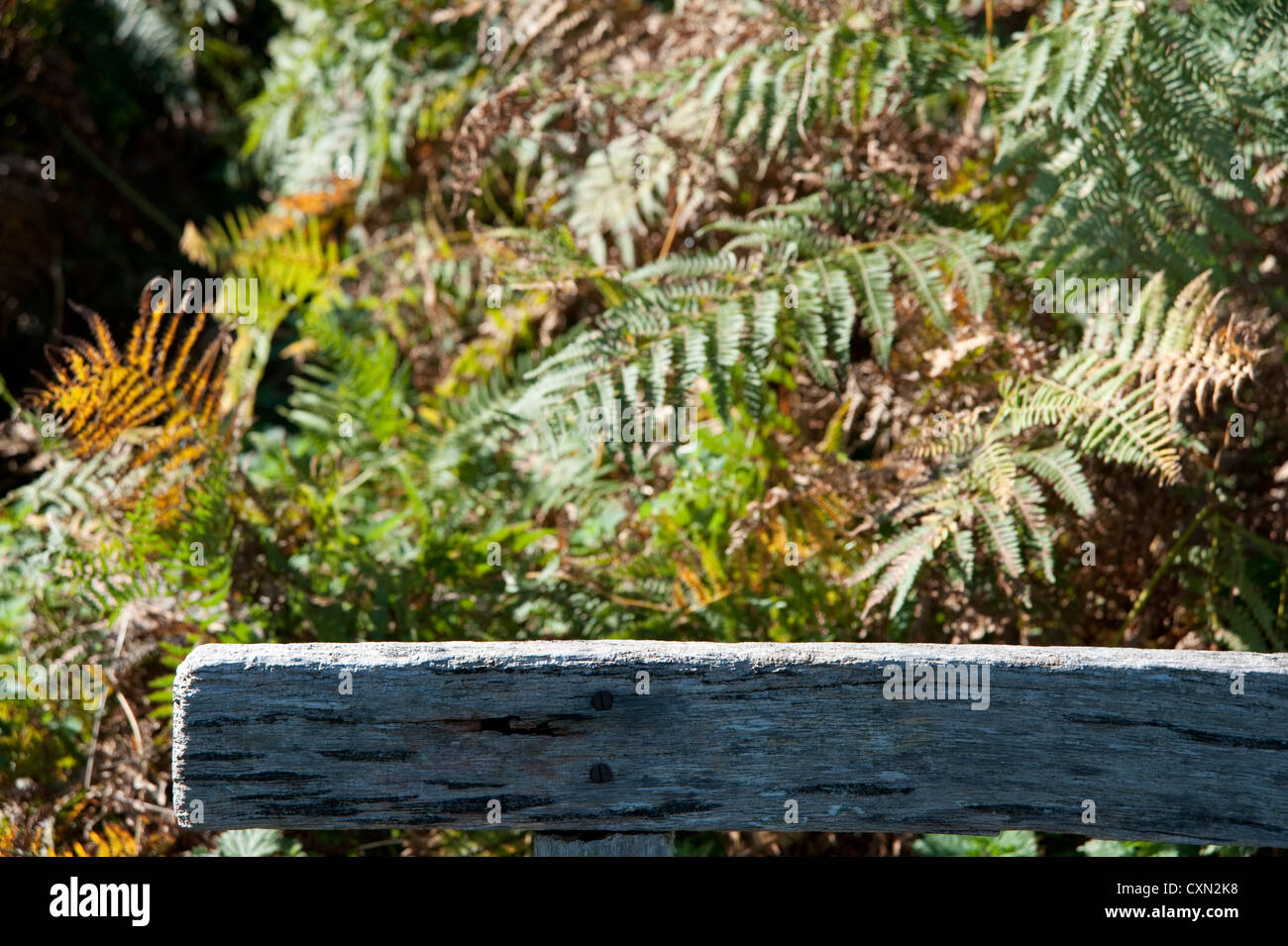 Bench with backrest hi-res stock photography and images - Alamy