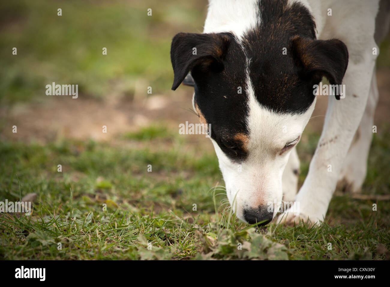 Dog - JRT Stock Photo - Alamy
