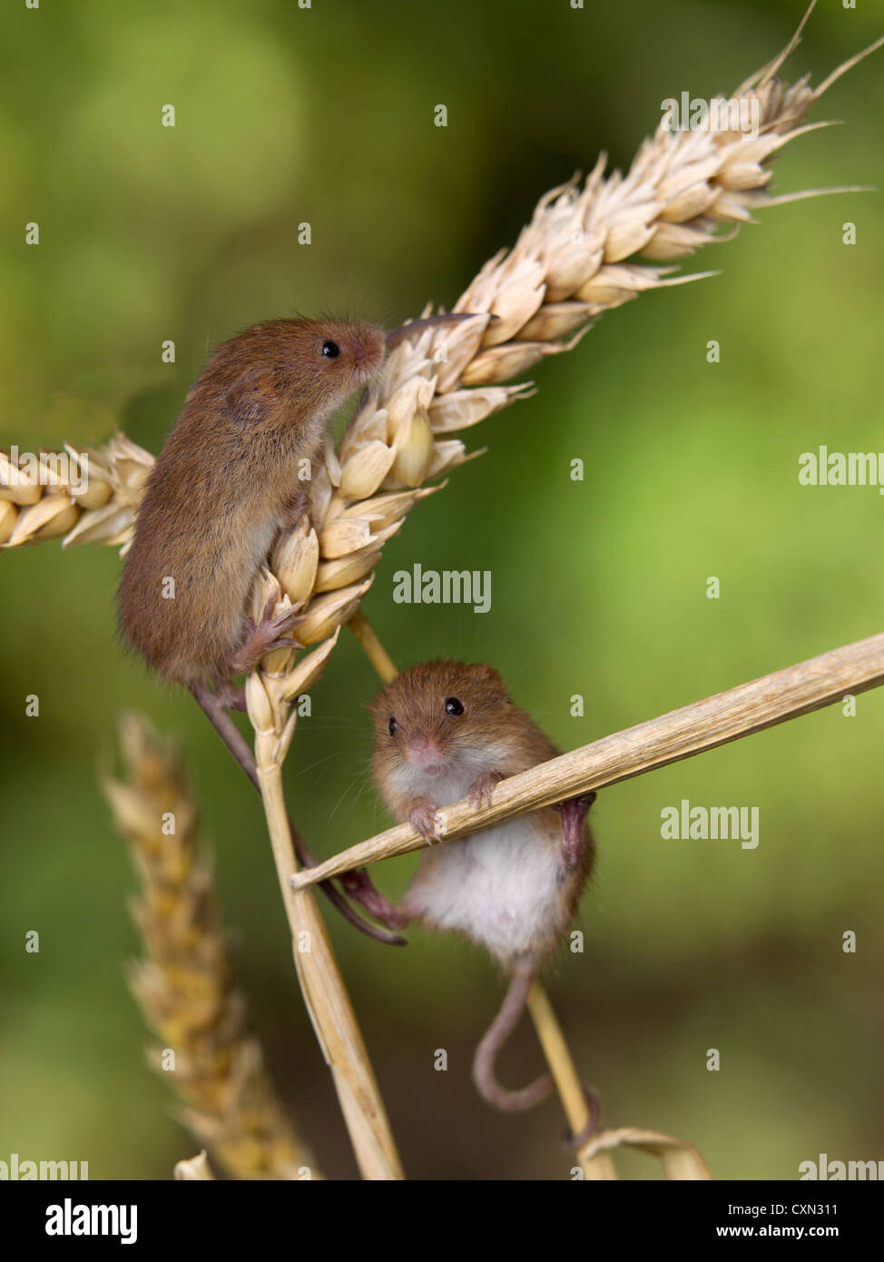 Eurasian harvest mice hi-res stock photography and images - Alamy