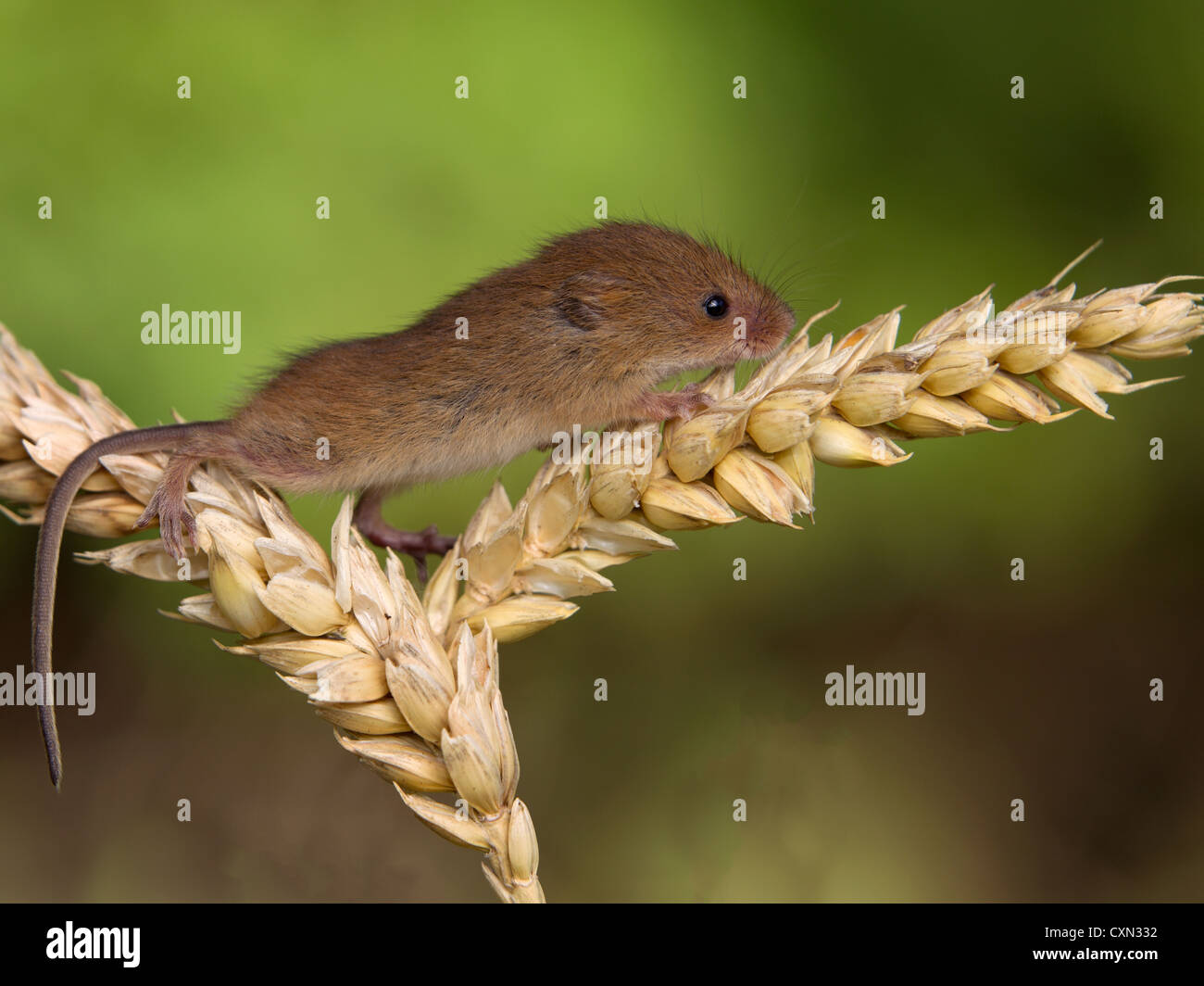 Harvest mouse wheat hi-res stock photography and images - Alamy