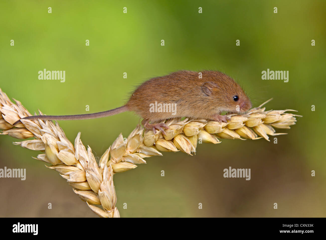 Harvest mouse wheat hi-res stock photography and images - Alamy
