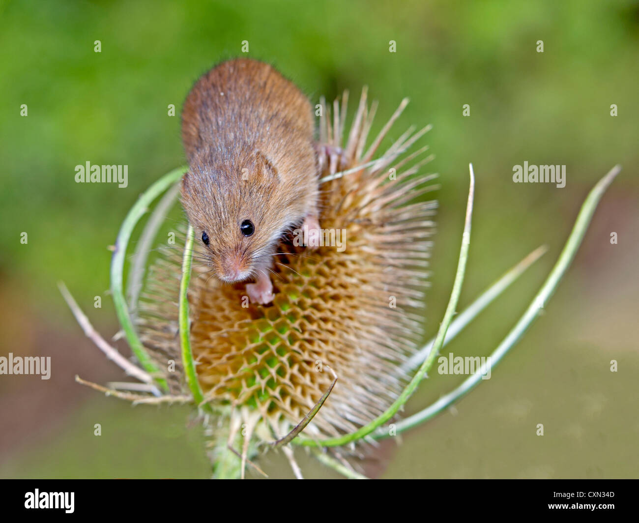 Eurasian harvest mouse on teasel Stock Photo - Alamy