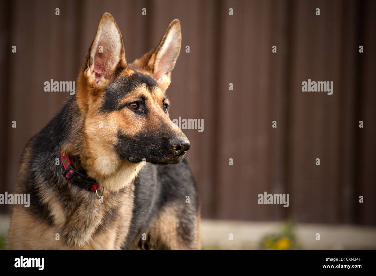Dog German Shepherd Stock Photo - Alamy