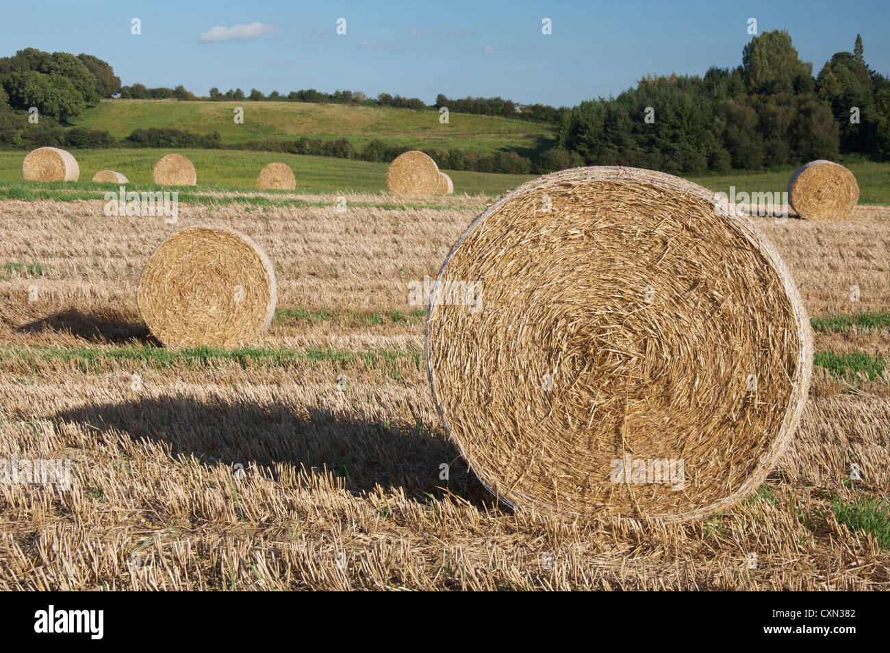 English countryside. Bales of hay scattered in a field on a sunny ...