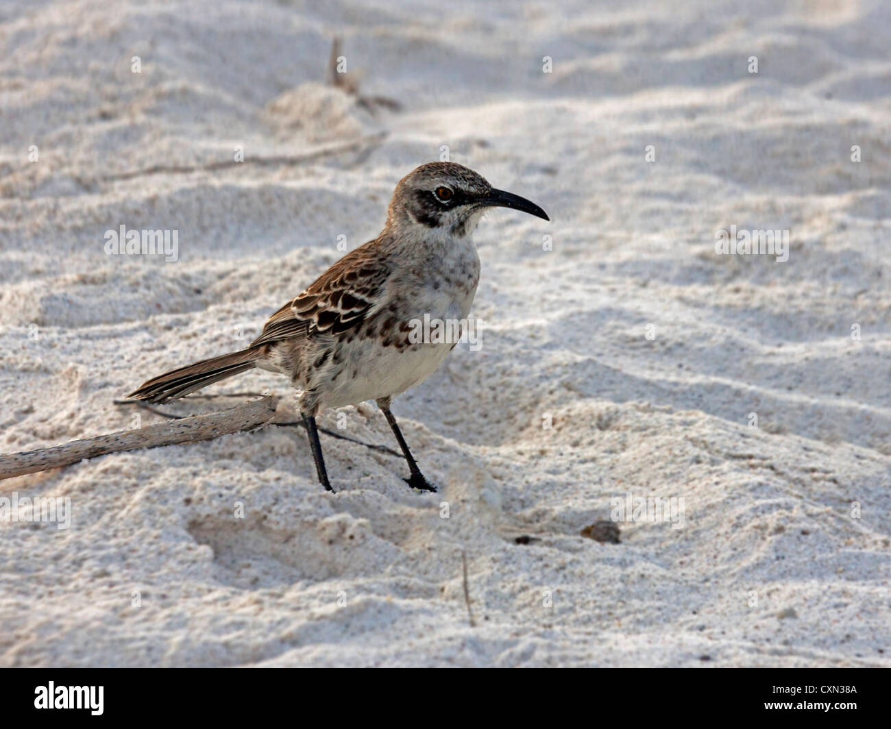 Mockingbird hi-res stock photography and images - Alamy