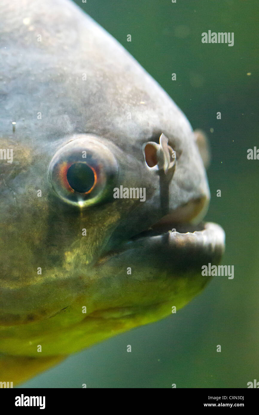 Red-bellied piranha (Pygocentrus nattereri Stock Photo - Alamy