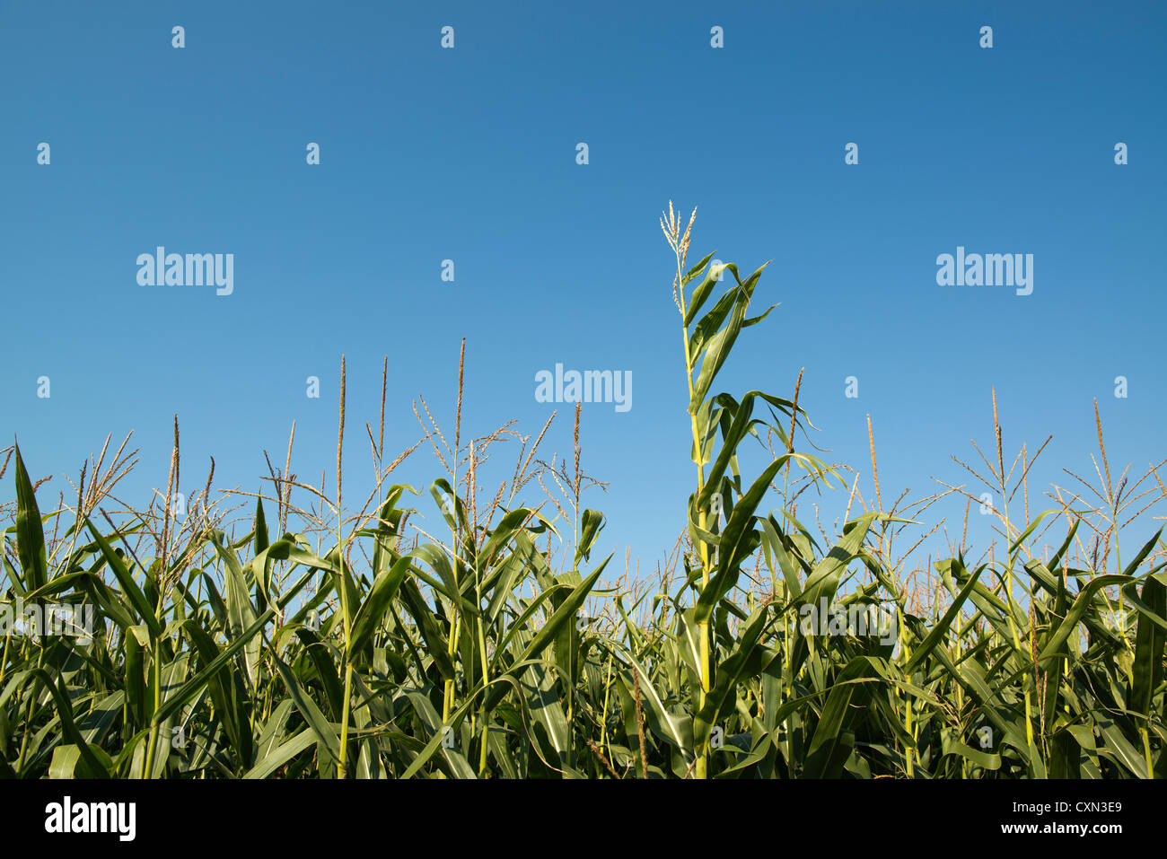 Cornfield with one corn plant rising above the rest Stock Photo - Alamy