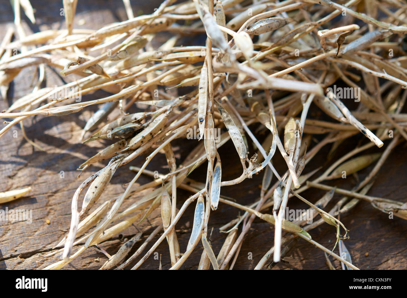 Rocket seed pods hi-res stock photography and images - Alamy