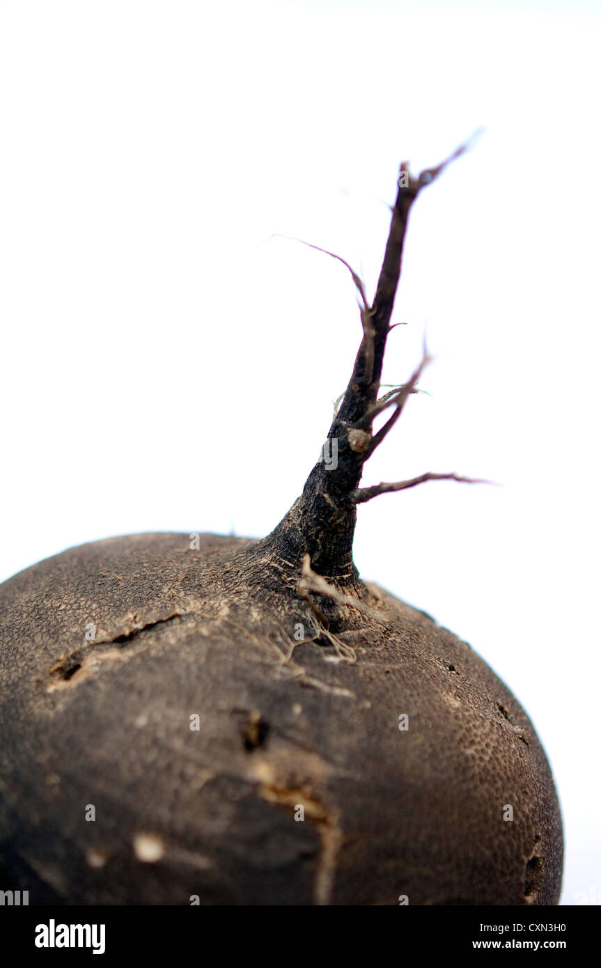 Black (Skinned) Radish (Rapahnus sativus) on white Stock Photo - Alamy