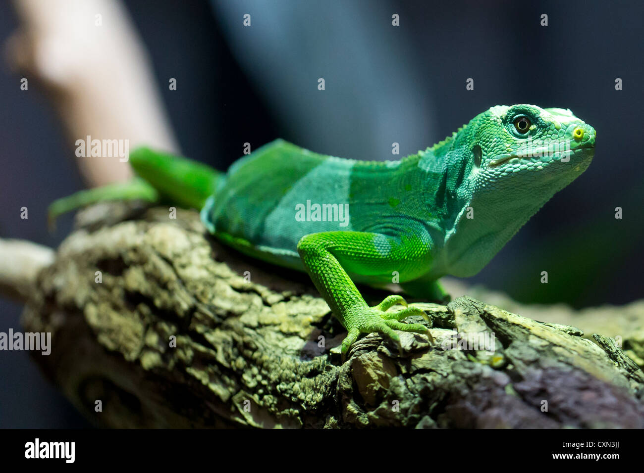 Fiji Iguana (Brachylophus bulabula Stock Photo - Alamy