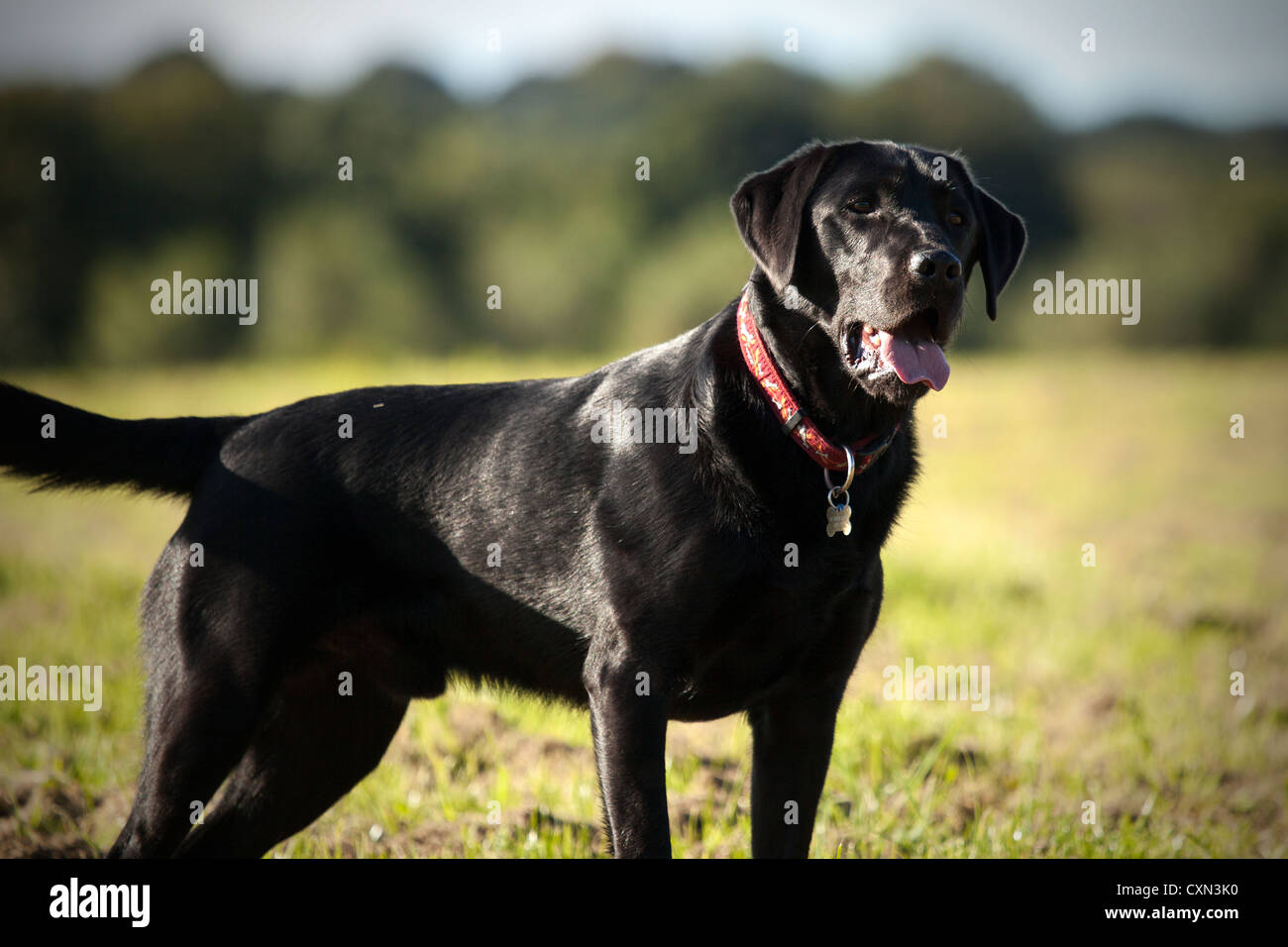 Dog - black lab Stock Photo - Alamy