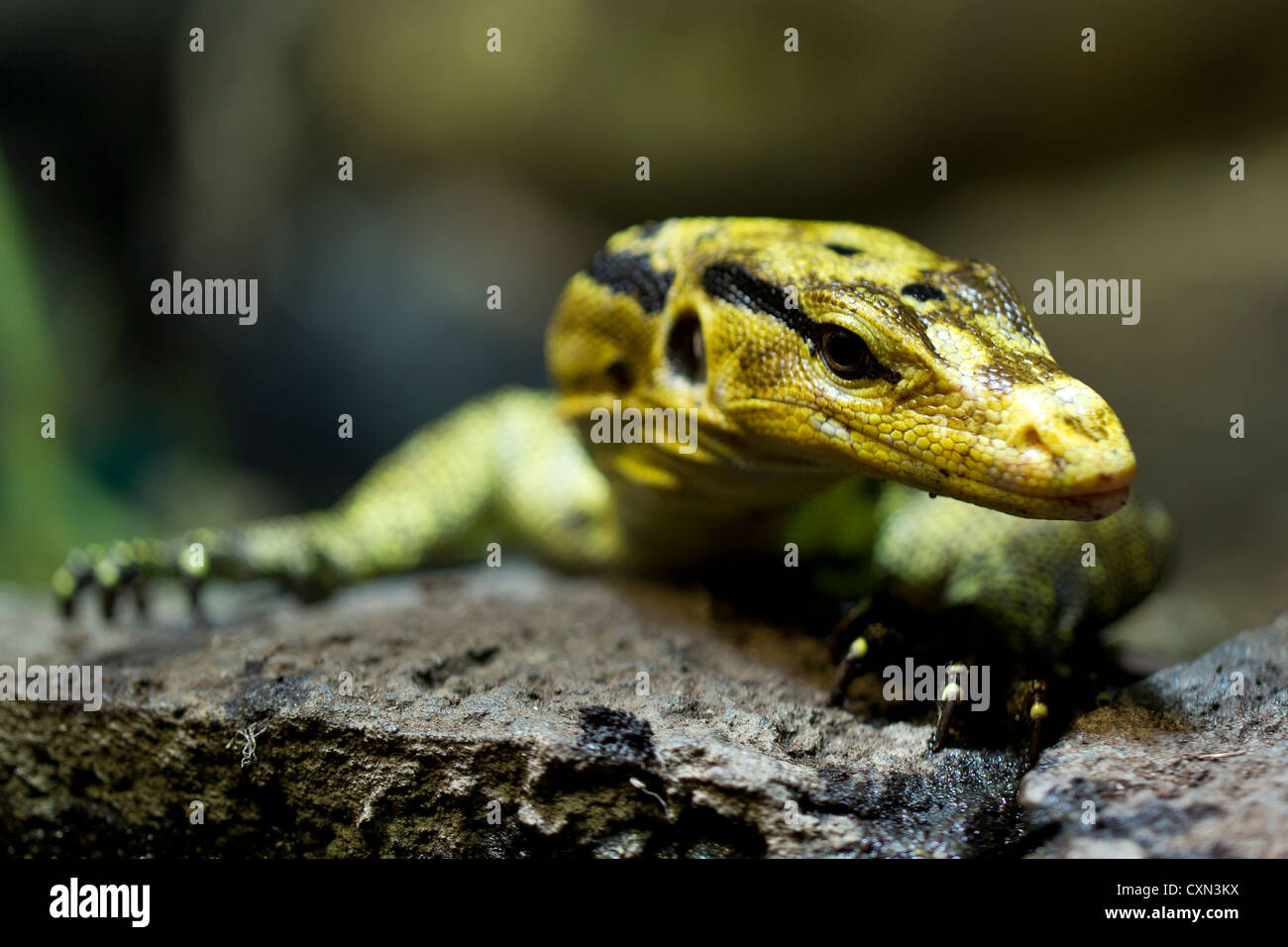 Yellow Water Monitor
