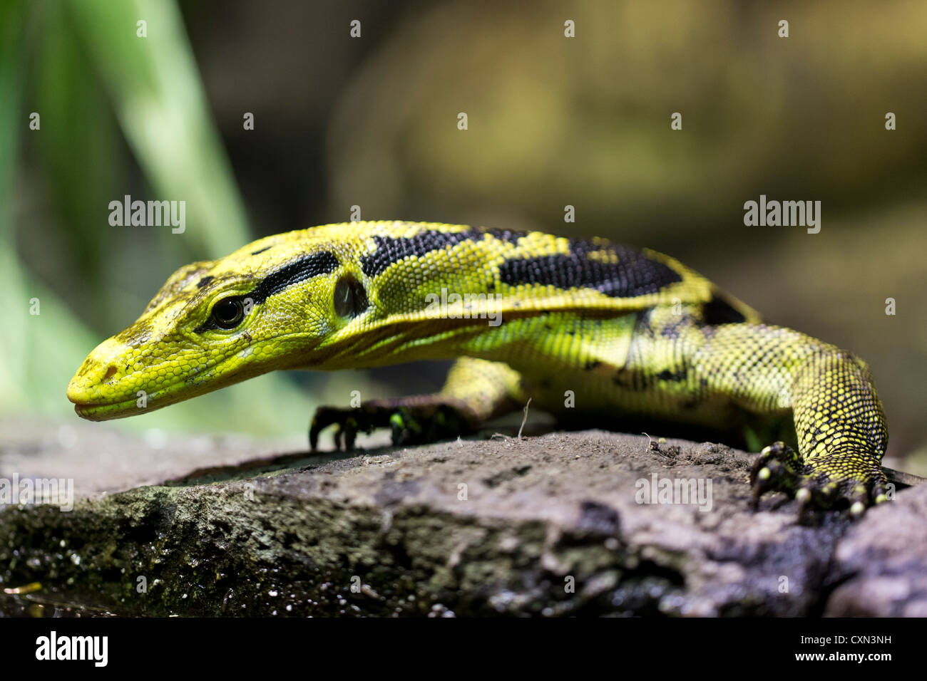 Yellow Water Monitor