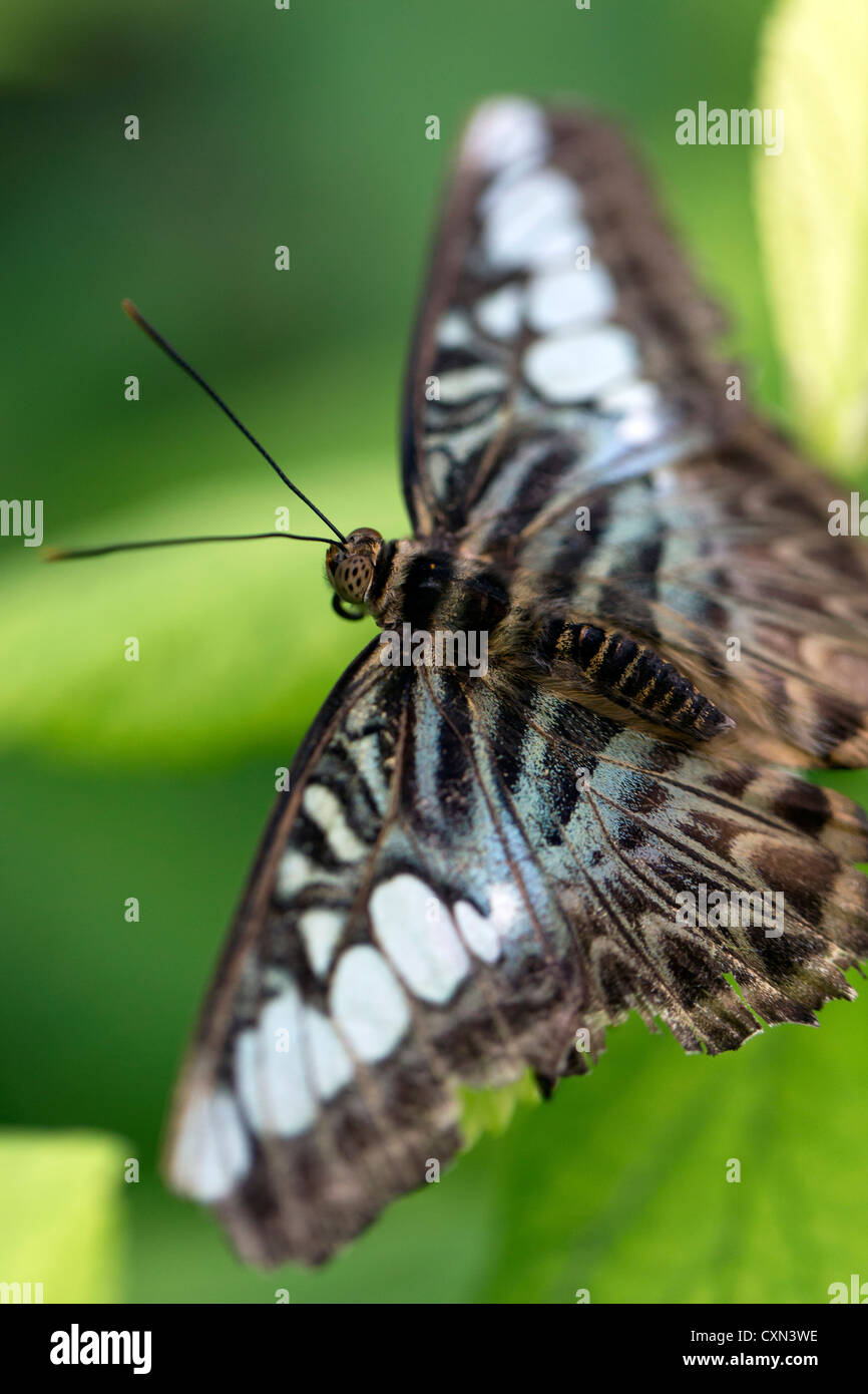 Clipper Butterfly (Parthenos sylvia) butterfly Stock Photo - Alamy