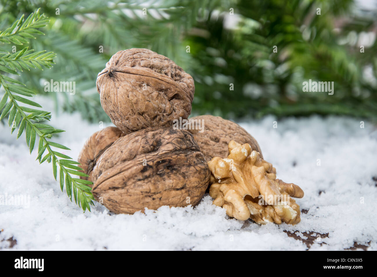 Walnuts in a winter scene with snow Stock Photo - Alamy
