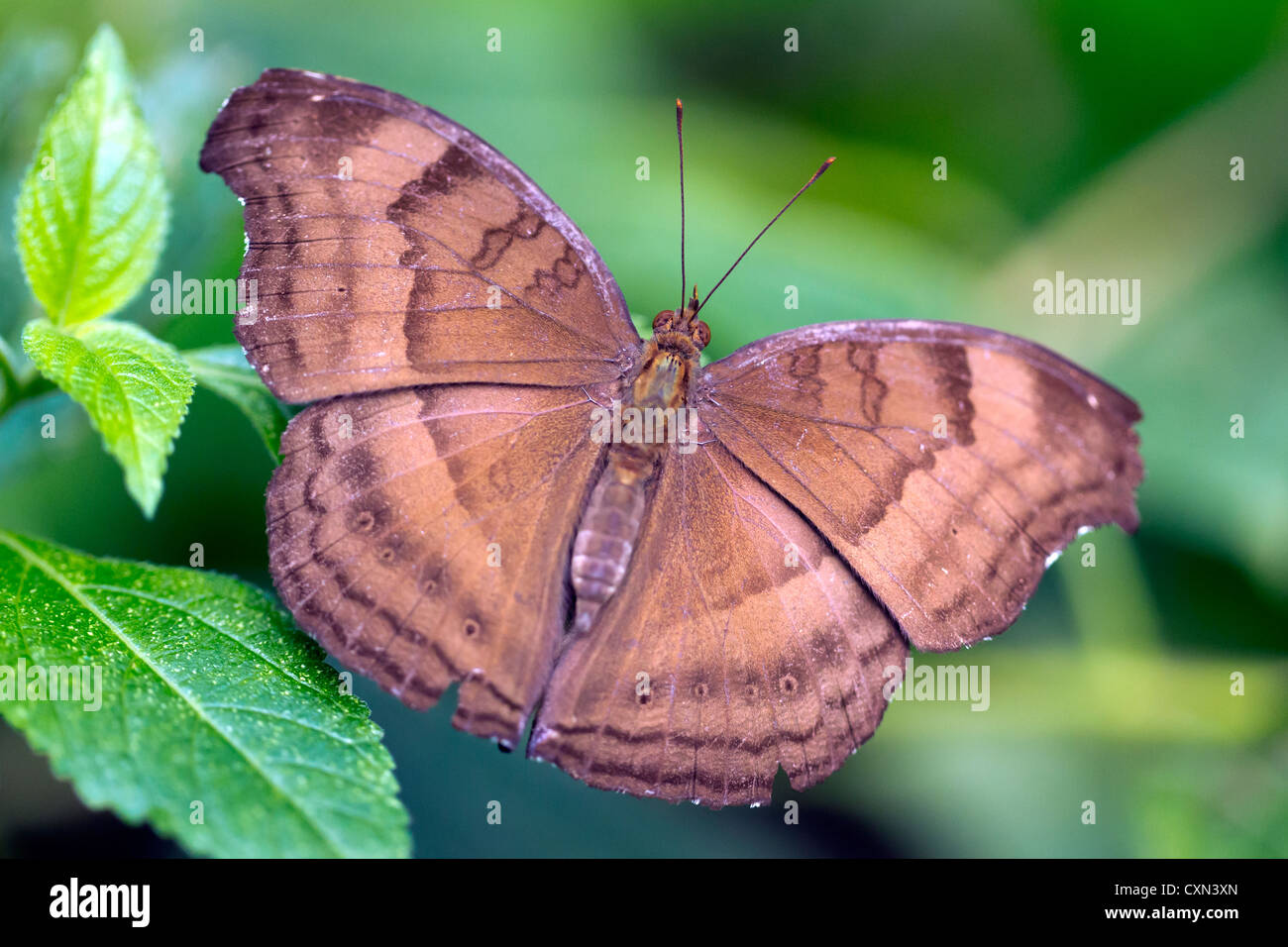 Magdalena Alpine Butterfly (Erebia magdalena Stock Photo - Alamy