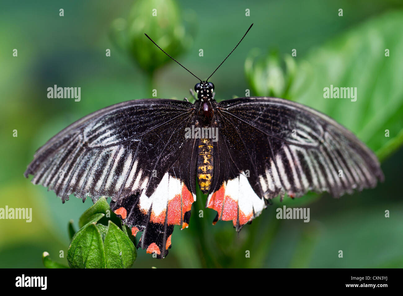 Common Mormon (Papilio polytes) swallowtail butterfly Stock Photo - Alamy