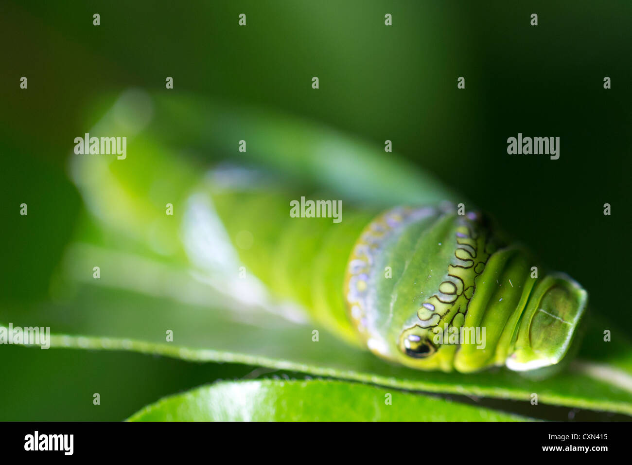 Common Mormon (Papilio polytes) swallowtail butterfly larvae Stock ...