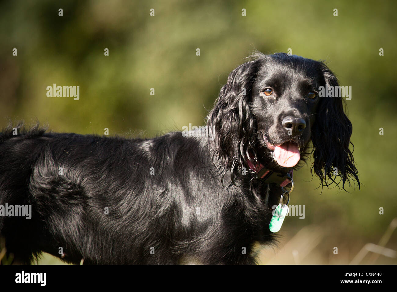Dog - Working Cocker Spaniel Stock Photo - Alamy