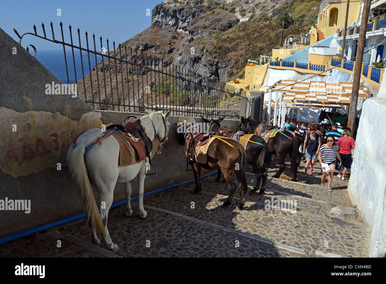 Donkey rides from the town of Firáold to port of Fira, Santorini ...