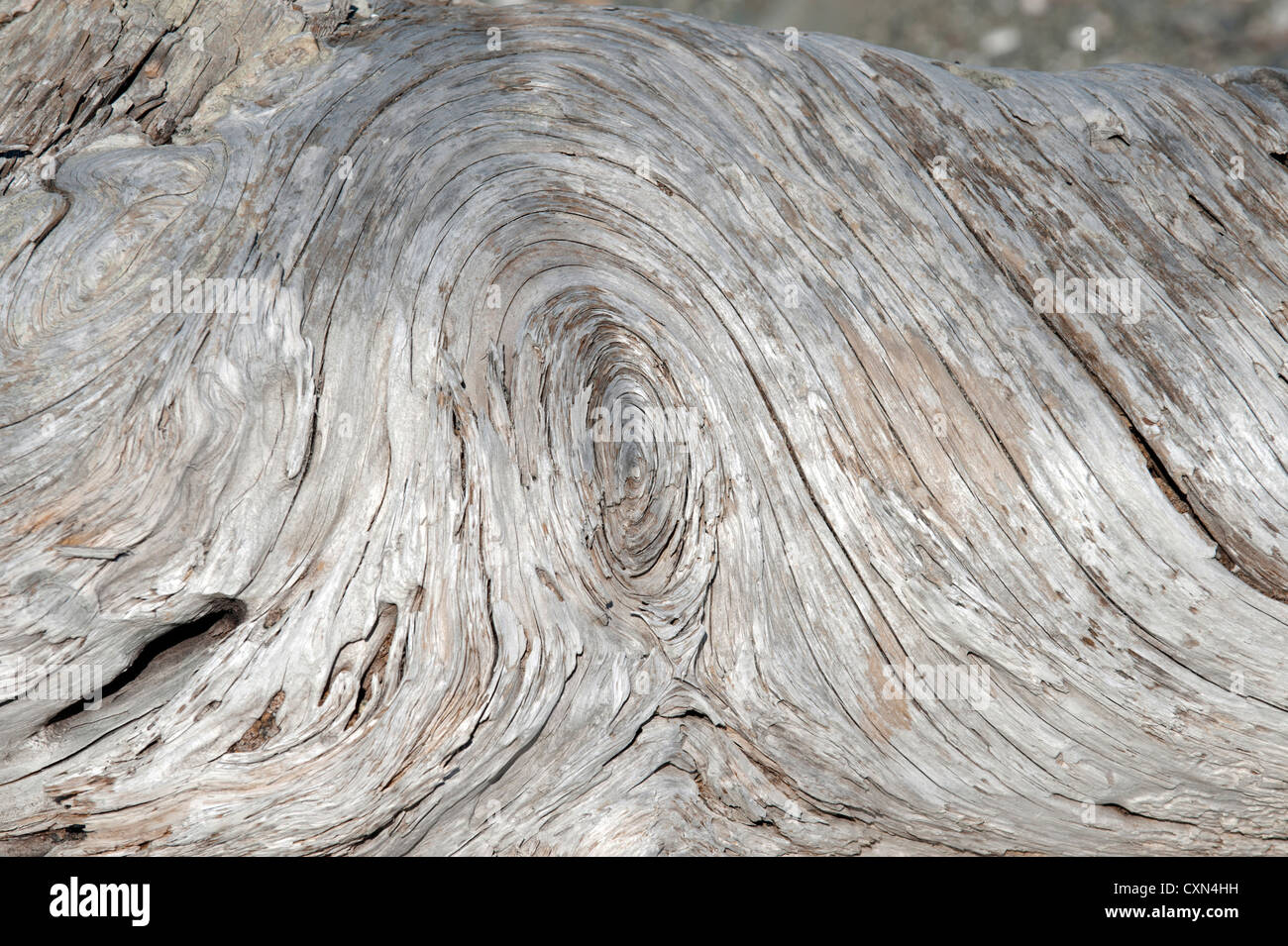 Aged tree-wood on the beach Stock Photo - Alamy
