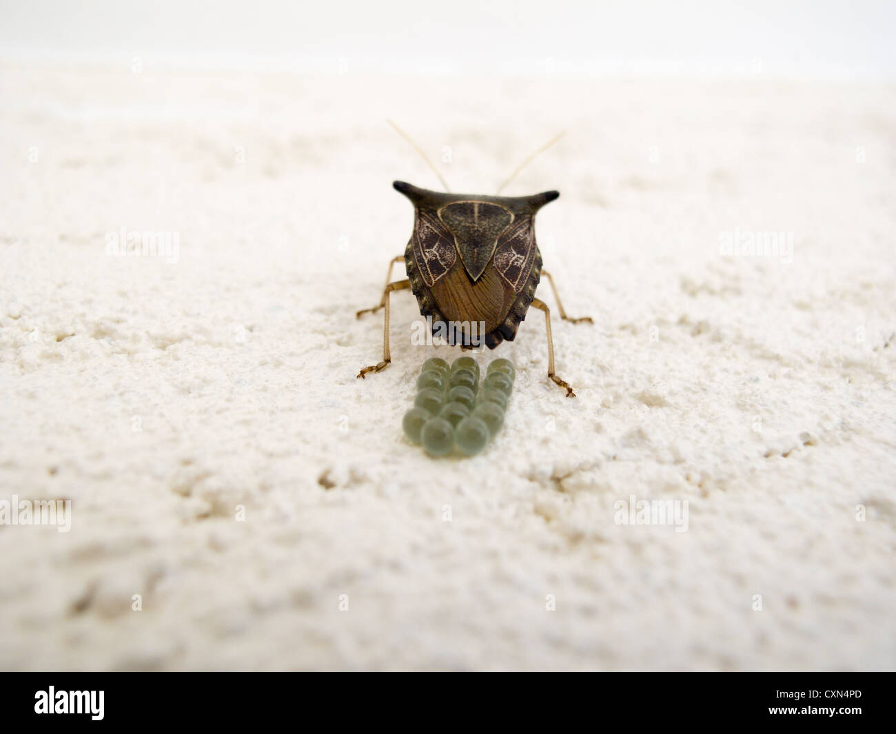 Stink bug (Pentatomidae: Edessinae: Edessini: Edessa sp.), locally ...