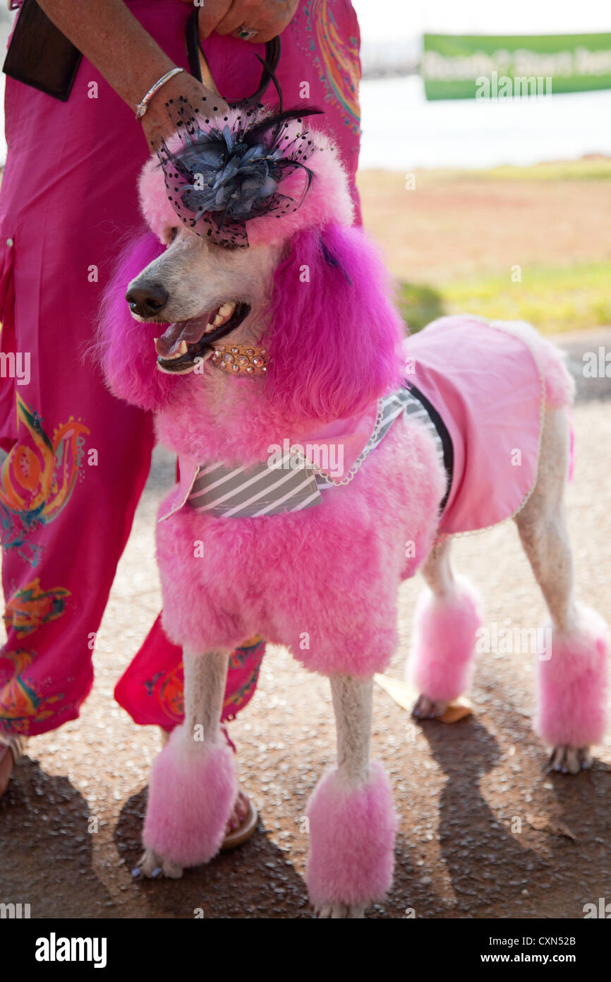 The pink poodle hi-res stock photography and images - Alamy