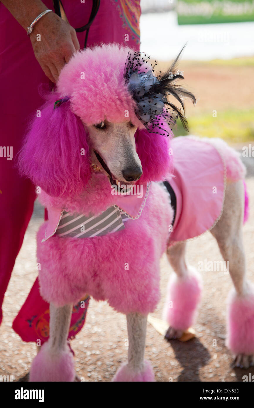 Poodle breed hi-res stock photography and images - Alamy