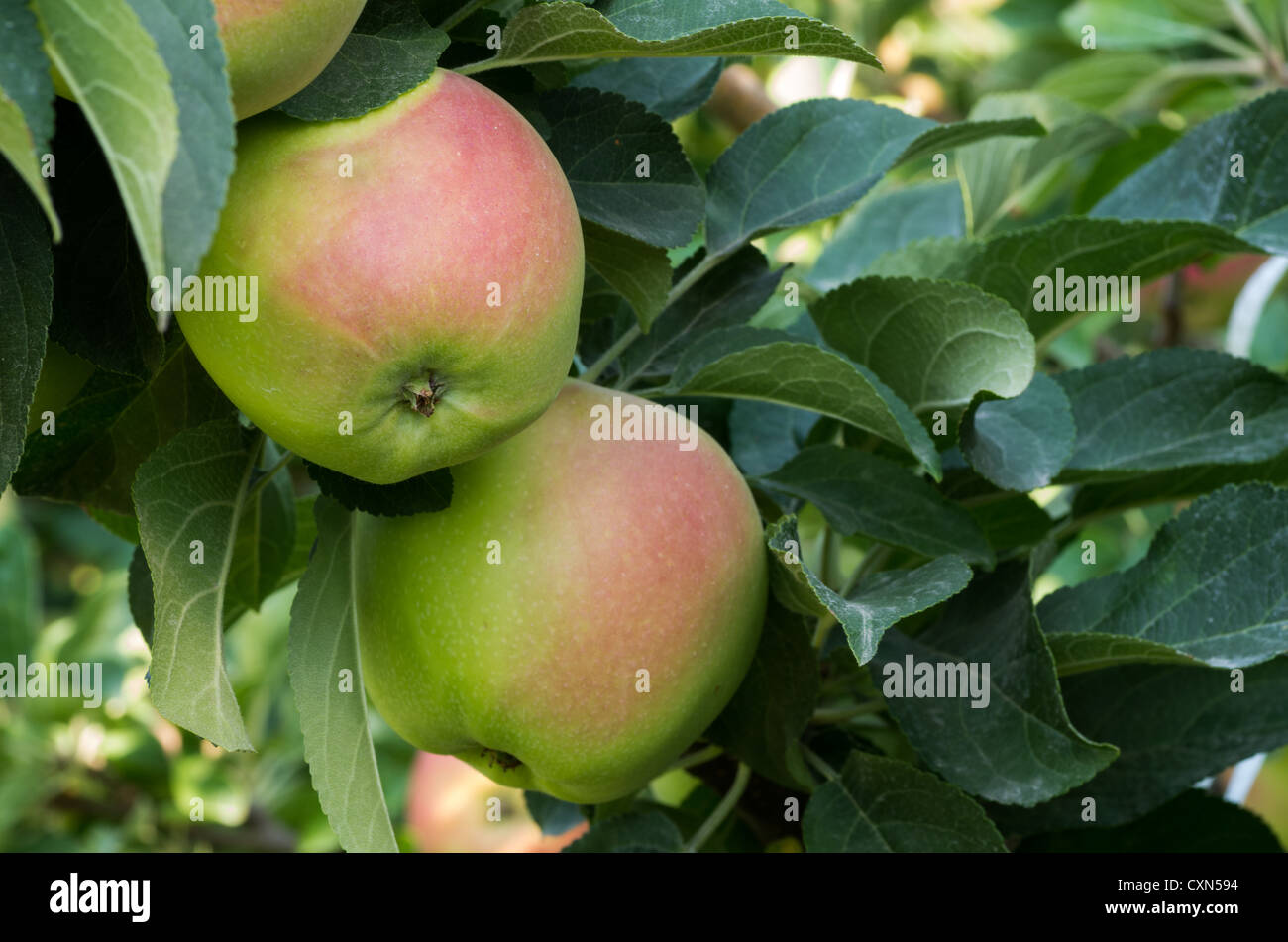 Crunchy apples on the apple tree hi-res stock photography and images ...