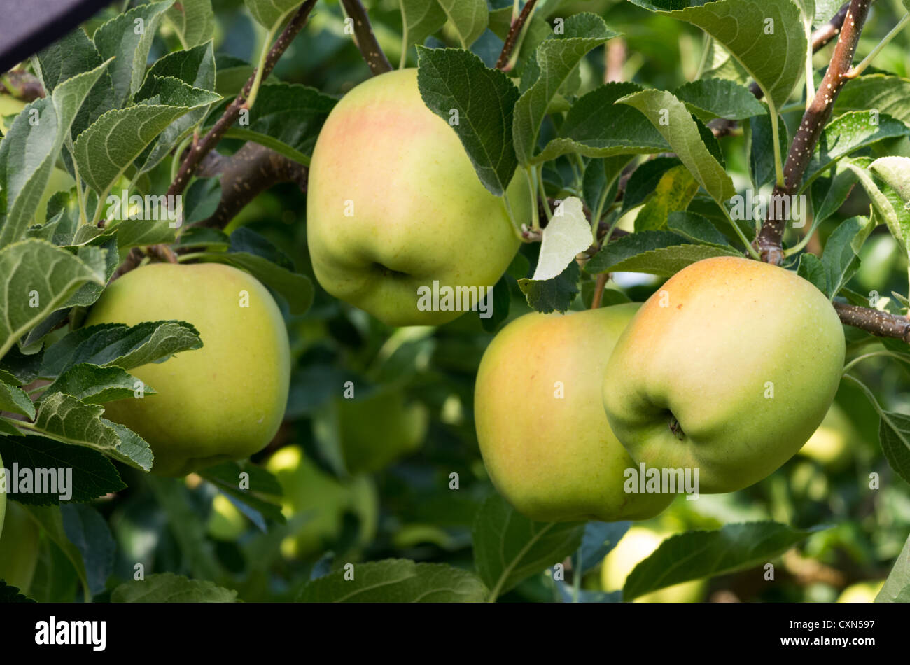 Four ripe yellow apples on the tree in the orchard Stock Photo - Alamy